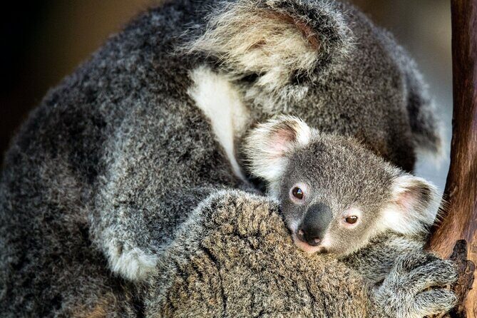 Kangaroos and Koala Experience Tour - A Detailed Breakdown of the Tour Experience