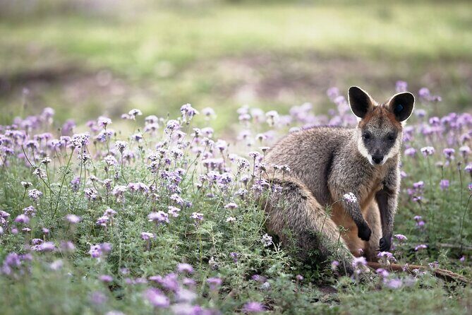 Kangaroos and Koala Experience Tour - Who is This Tour Best For?