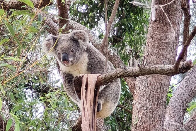 Kangaroos & Koalas in the Wild - Private Nature Experience - An In-Depth Look at the Tour Experience