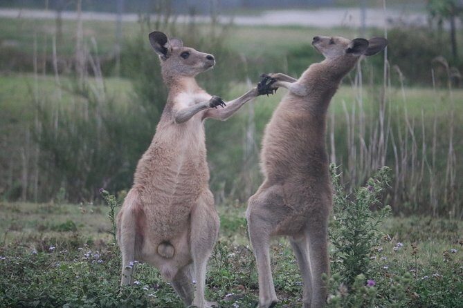 Kangaroos & Koalas in the Wild - Private Nature Experience - The Sum Up