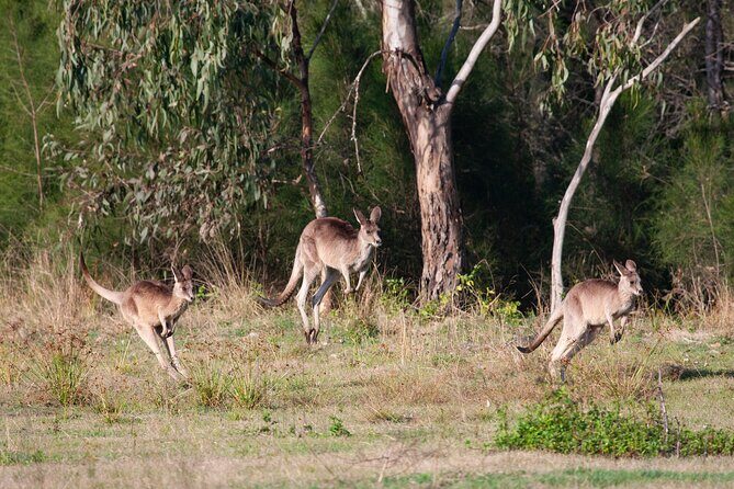 Kangaroos, mangroves and the ocean - An In-Depth Look at the Brisbane Coastal Tour
