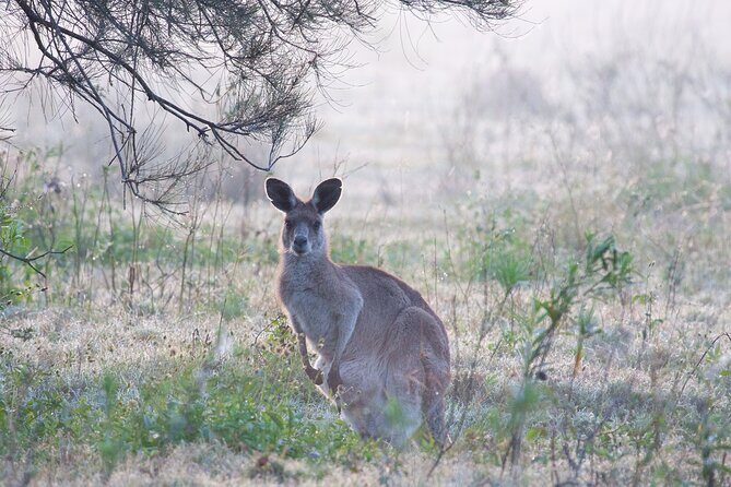 Kangaroos, mangroves and the ocean - The Sum Up