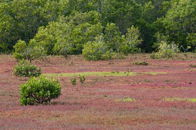 Kangaroos, mangroves and the ocean - FAQs