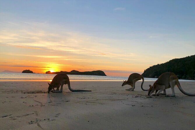 Kangaroos on the Beach Full-Day Private Tour Departing Mackay - A Closer Look at the Itinerary