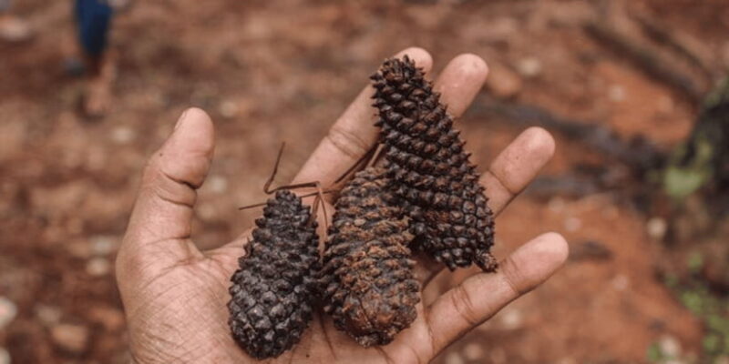 "Kanneliya Forest Discovery: Guided Nature Expedition" - Who Will Love This Tour?