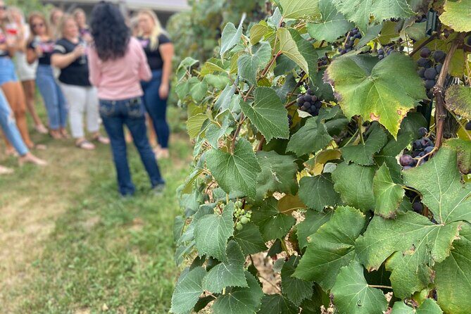 Kansas City Brewery, Winery, and Distillery Tour - Final Thoughts: Is This Tour Right for You?