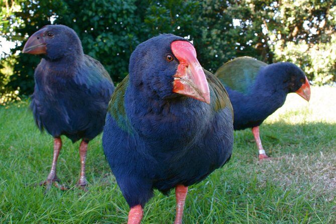 Kapiti Island Classic Guided Day Tour - Why This Tour Offers Exceptional Value