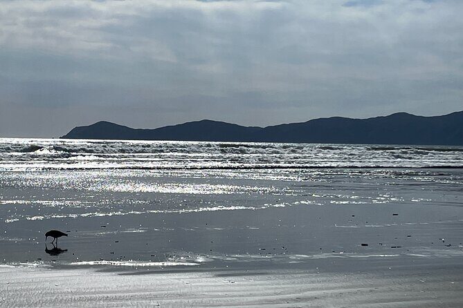 Kapiti Private Tour in Tesla SUV - Exploring Wellington in a Private Tesla SUV: A Review of the Kapiti Private Tour