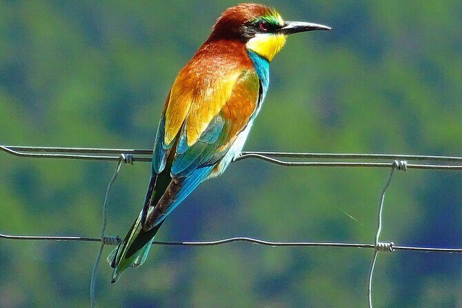 Karnala Bird Sanctuary Excursion From Mumbai - What to Expect and Practical Tips