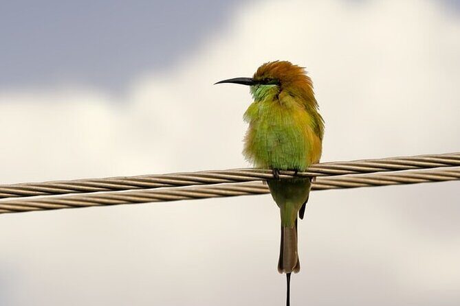 Karnala Bird Sanctuary Excursion From Mumbai - The Sum Up: Is This the Right Choice for You?