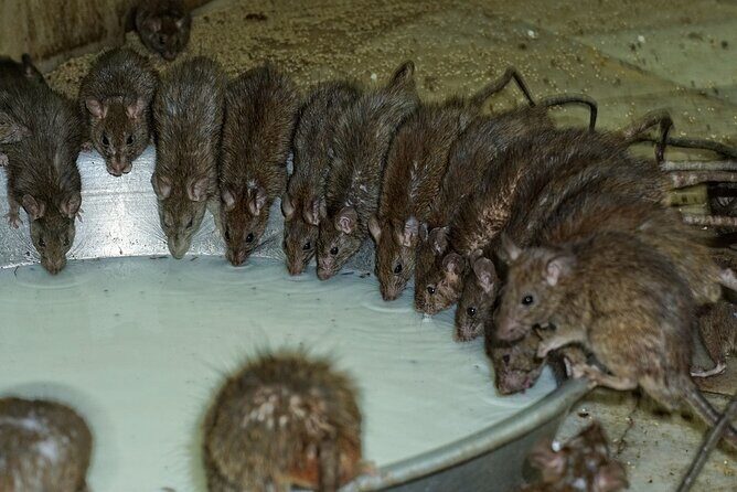 Karni Mata Temple (A Unique Rat Temple) Near Bikaner - FAQ