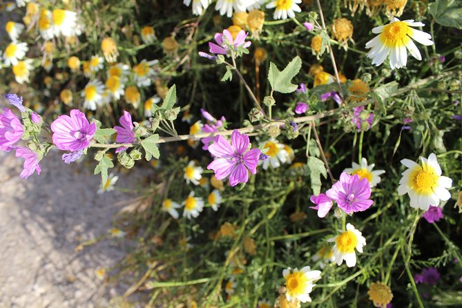 Karpathos Pini to Stes Mountain Village Guided Hike - Who Will Enjoy This Tour?