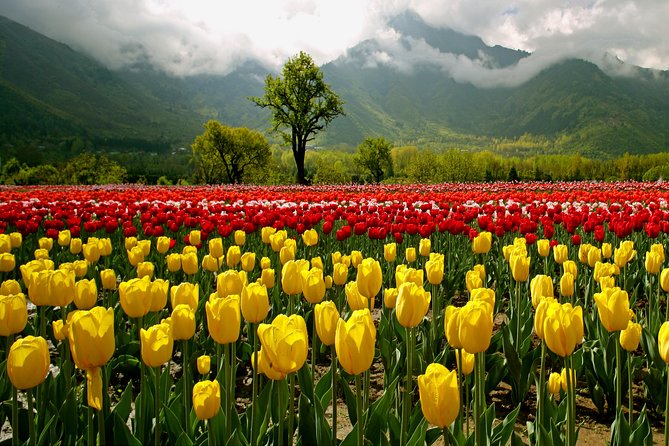 Kashmir Tulip Festival - What Makes This Tour Stand Out?