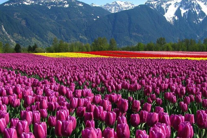 Kashmir Tulip Festival - The Itinerary: A Step-by-Step Breakdown