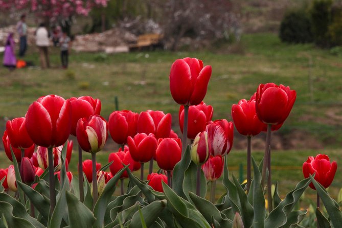 Kashmir Tulip Festival - The Sum Up