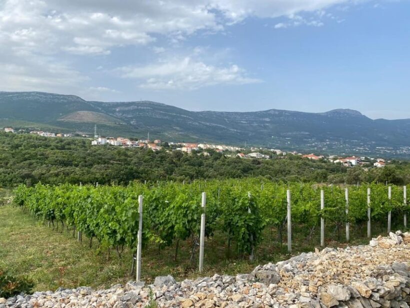 Kastela: Wine & Olive Tasting Tour w/Delicacies & Live Music - Key Points