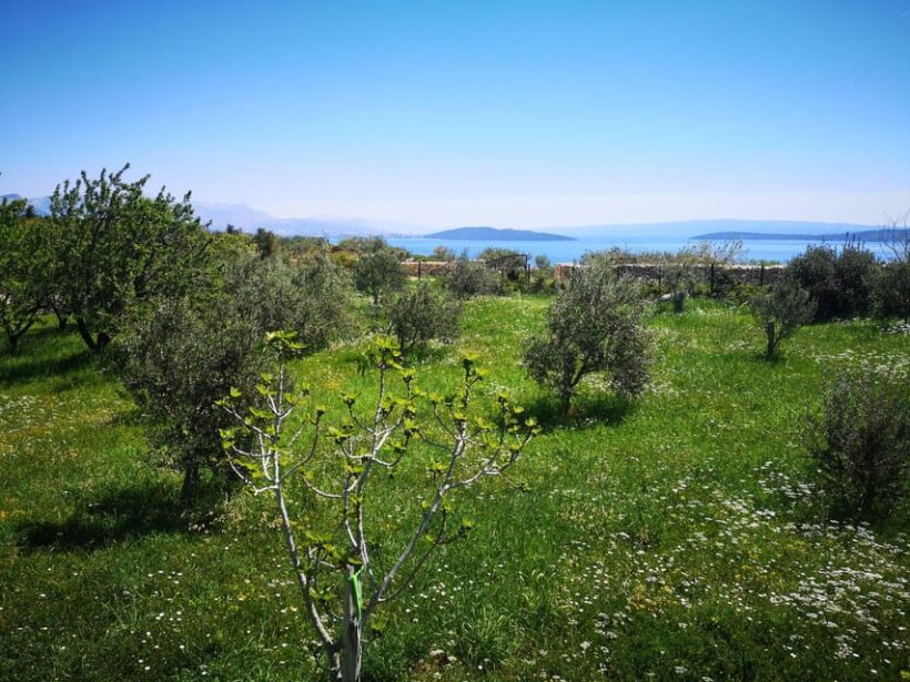 Kastela: Wine & Olive Tasting Tour w/Delicacies & Live Music - Why This Tour Offers Real Value