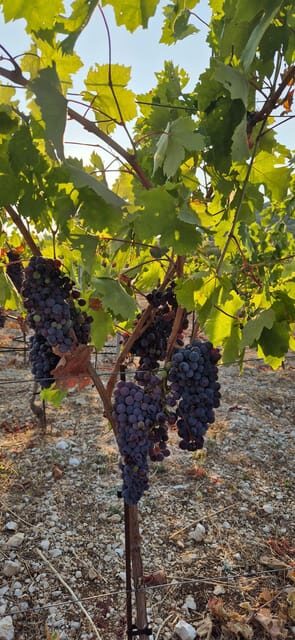 Kastela: Wine & Olive Tasting Tour w/Delicacies & Live Music - Final Thoughts