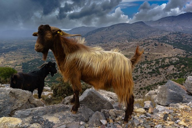 Katharo Route Tour From Agios Nikolaos - Taking in Lassinthos Eco Park
