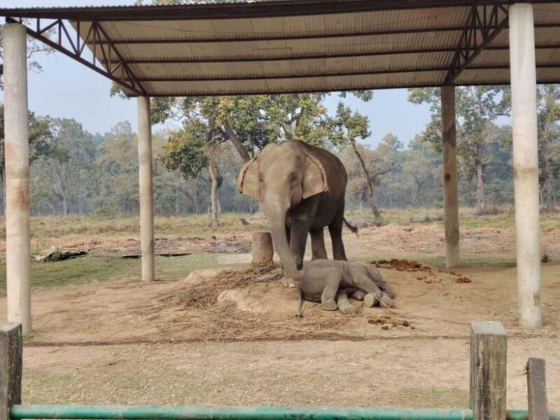 Kathmandu : 2 - Day Chitwan National Park Jungle Safari Tour - FAQ