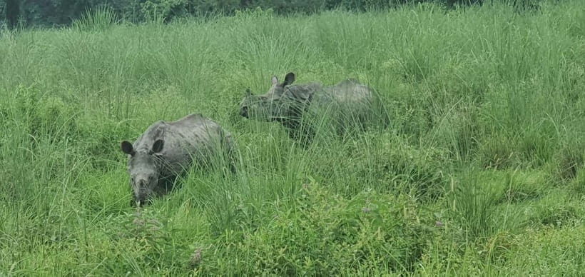 Kathmandu: 3-Day Chitwan Safari Tour with Hotel Transfers - Who Is This Tour Best For?