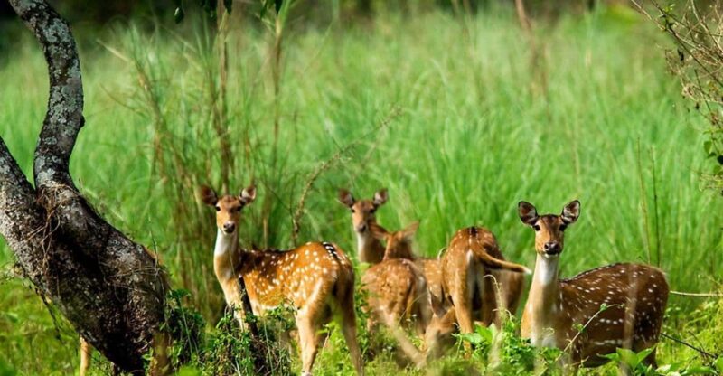 Kathmandu: 3 Days Luxury Chitwan Tour with flights - Detailed Breakdown of the Itinerary