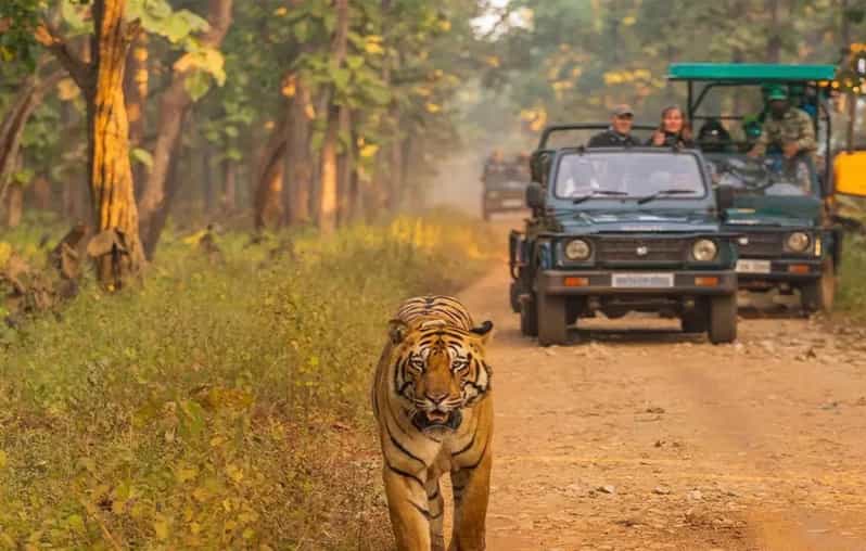 Kathmandu: 4-Day Private Chitwan National Park Safari Tour - Practical Details and Value Analysis