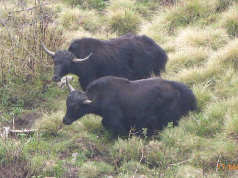 Kathmandu: 5-Day Mardi Himal Trek with Natural Hot Spring - The Itinerary in Depth