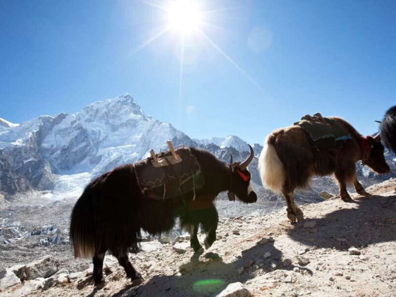 Kathmandu: 6 Days Langtang Valley Trek - Authentic Cultural Encounters