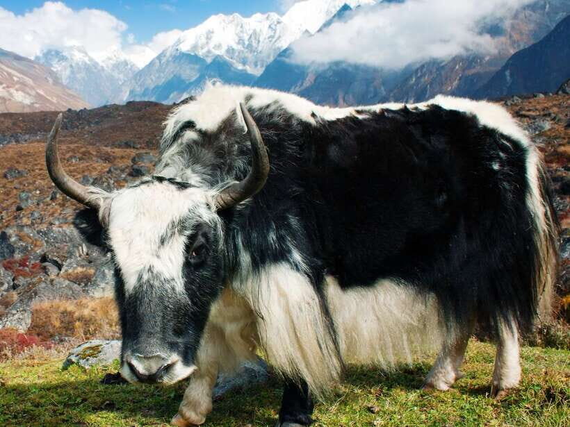 Kathmandu: 6 Days Langtang Valley Trek with Kyanjin Ri - FAQ