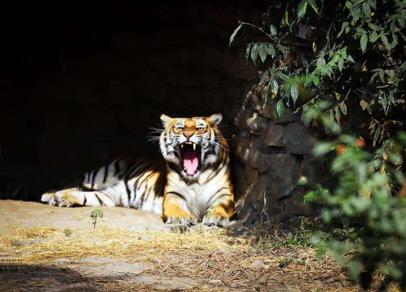 Kathmandu: Central Zoo Tour - Final Thoughts