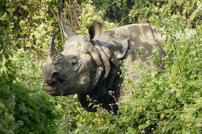 Kathmandu Chitwan Pokhara - Exploring Pokhara: Mountain Views and Lakeside Charm
