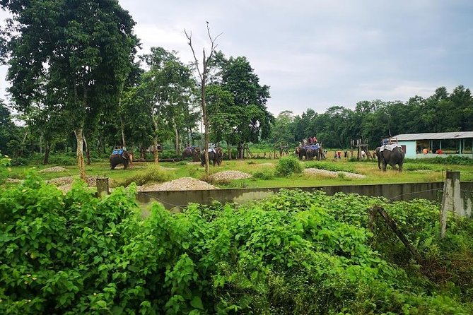 Kathmandu Chitwan Pokhara Tour - Day 2: Encountering Wildlife and Tharu Culture in Chitwan