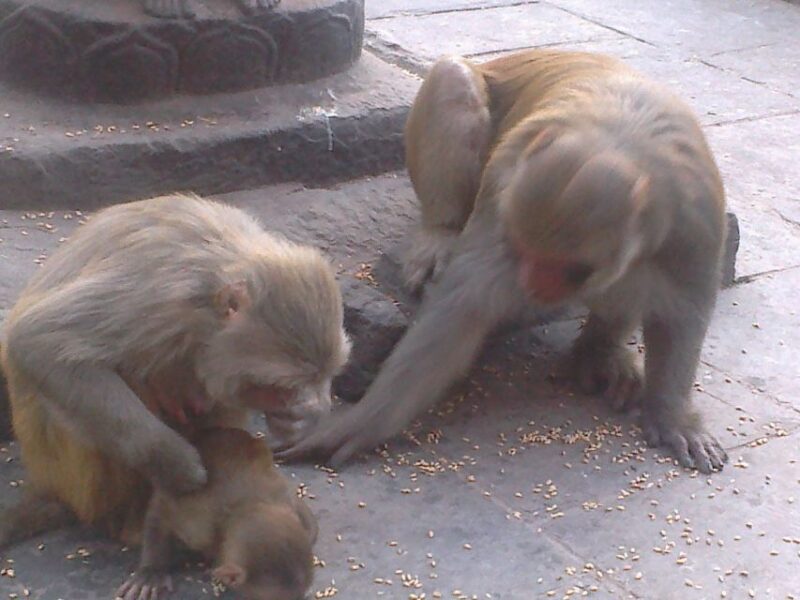 Kathmandu: Monkey Temple and Chandragiri Cable Car Ride Tour - Practicalities and Value