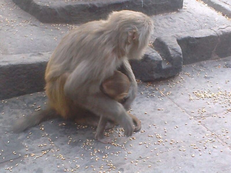 Kathmandu: Monkey Temple and Chandragiri Cable Car Ride Tour - What Travelers Say