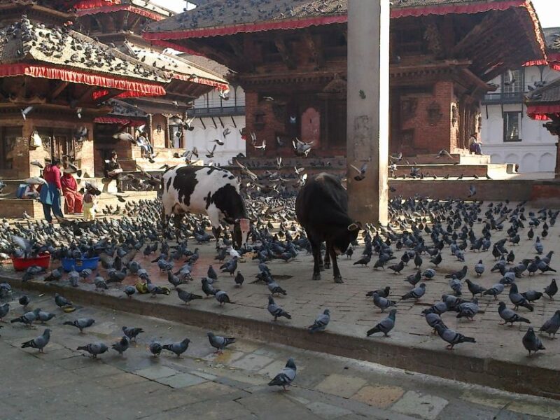 Kathmandu: Monkey Temple and Chandragiri Cable Car Ride Tour - Final Thoughts