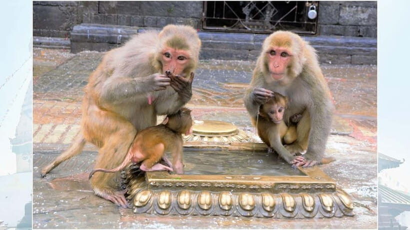Kathmandu: Monkey Temple Guided Monkey Watching Tour - An Introduction to the Monkey Temple Experience