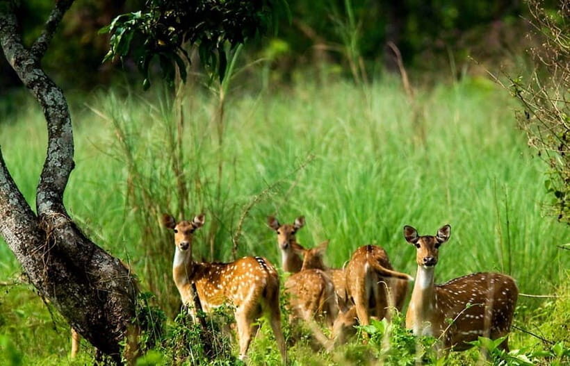 Kathmandu/Pokhara: 3 Day Chitwan Jungle Safari Tour - Key Points