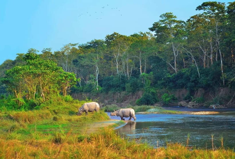 Kathmandu/Pokhara: 3 Day Chitwan Jungle Safari Tour - Exploring the Chitwan National Park Experience