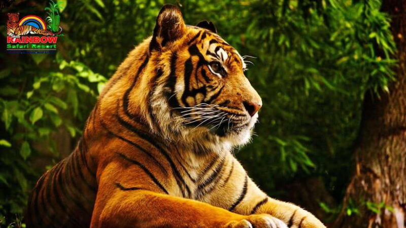 Kathmandu/Pokhara: 3 Day Chitwan Jungle Safari Tour - Final Thoughts: Who Is This Tour For?