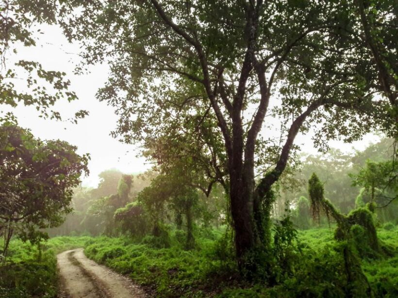 Kathmandu/Pokhara: Wildlife, Culture and Jungle Safari Tour - Key Points