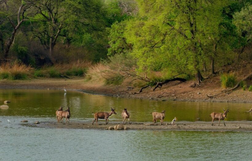 Kathmandu/Pokhara: Wildlife, Culture and Jungle Safari Tour - Exploring the Itinerary: What You Can Expect