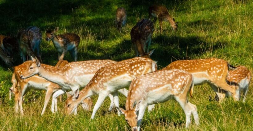 Kathmandu/Pokhara: Wildlife, Culture and Jungle Safari Tour - Who Will Enjoy This Experience?