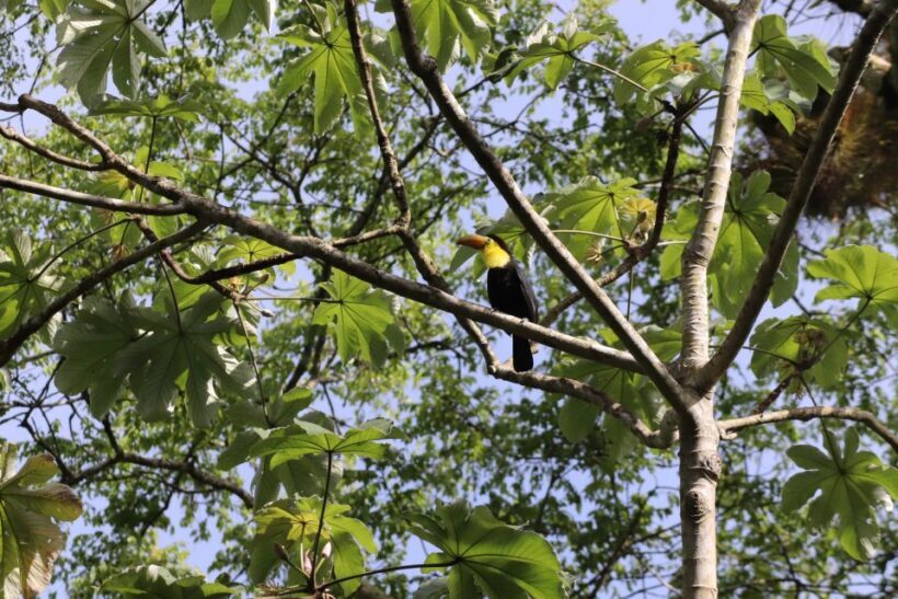 Kathmandu/Pokhara: Wildlife, Culture and Jungle Safari Tour - Final Thoughts: The Value and Authenticity of the Tour