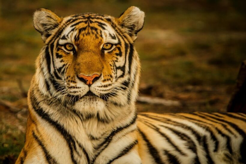 Kathmandu/Pokhara: Wildlife, Culture and Jungle Safari Tour - FAQ