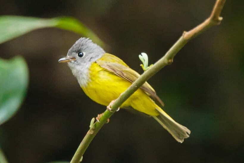 Kathmandu Valley: Bird Watching Tour with Guide - Key Points