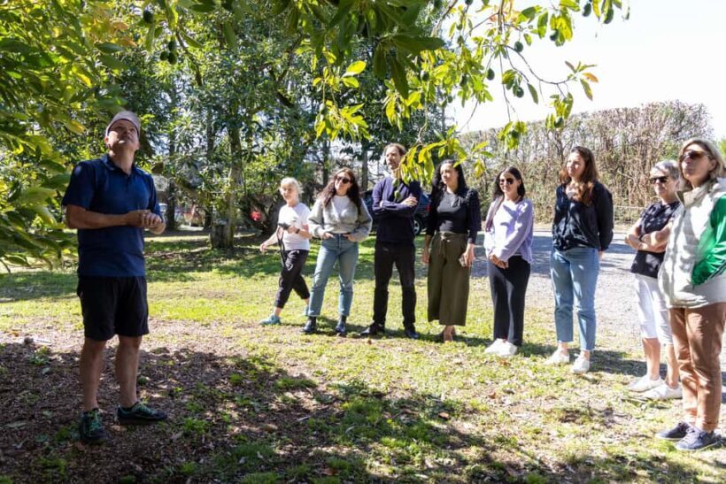 Katikati: Guided Avocado Adventures with Tasty Treats - Practical Considerations