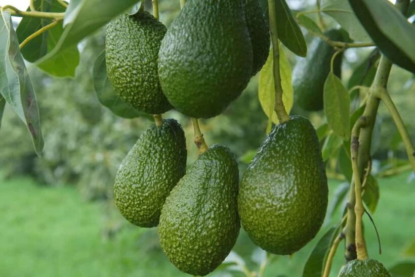 Katikati: Guided Avocado Adventures with Tasty Treats - The Sum Up