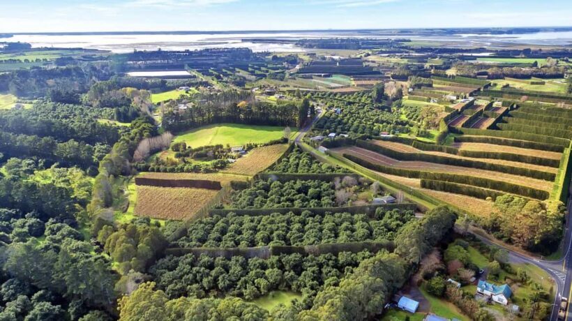 Katikati: Guided Gourmet Avocado Tour - A Detailed Look at the Tour
