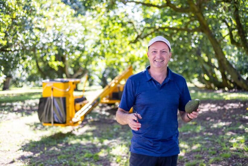 Katikati: Guided Gourmet Avocado Tour - The Sum Up